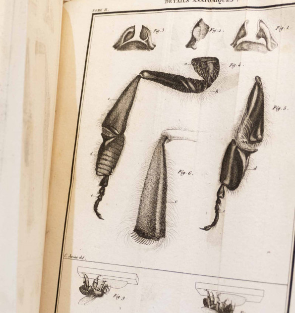 Nouvelles observations sur les abeilles par François Huber, Seconde ...