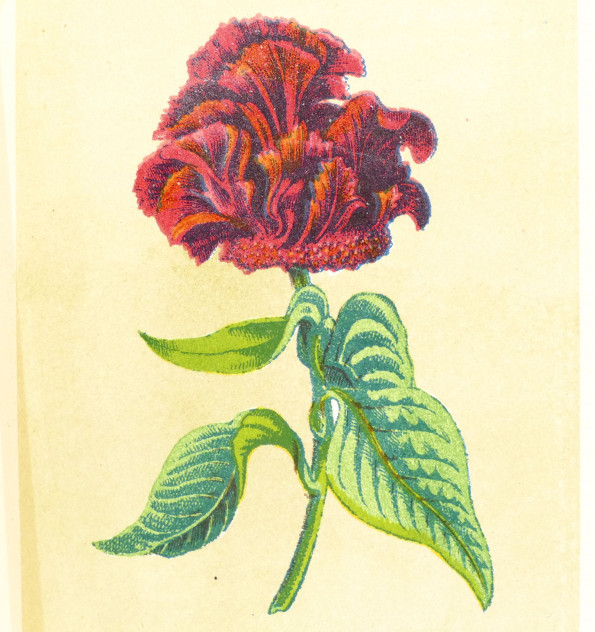 Nouveau langage des fleurs avec leur valeur symbolique,...